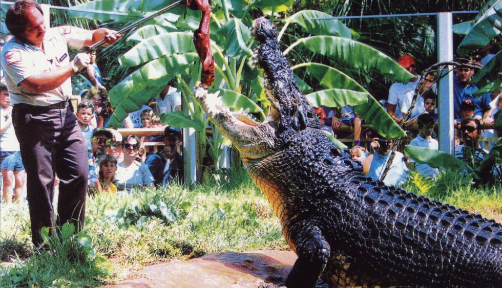 Encuentro con el gran cocodrilo | Cataluña | EL PAÍS