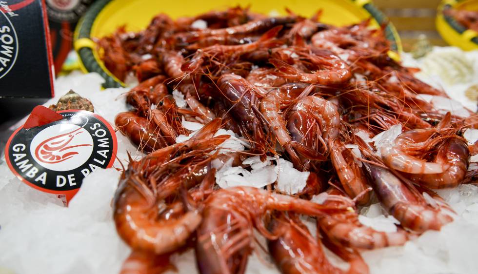 Palamós se asegura la gamba del futuro | Cataluña | EL PAÍS