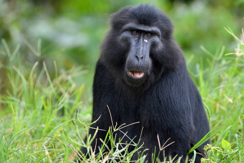 El macaco saca provecho de su ‘selfie’ | Cultura | EL PAÍS