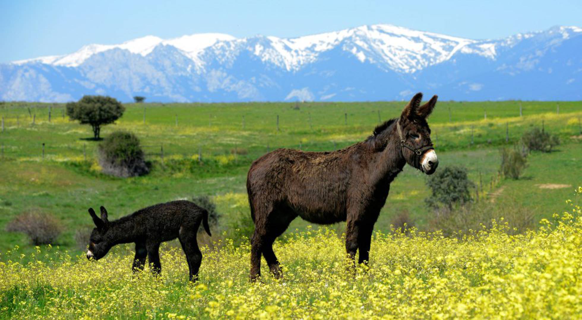 El ERE de los burros españoles | Cultura | EL PAÍS