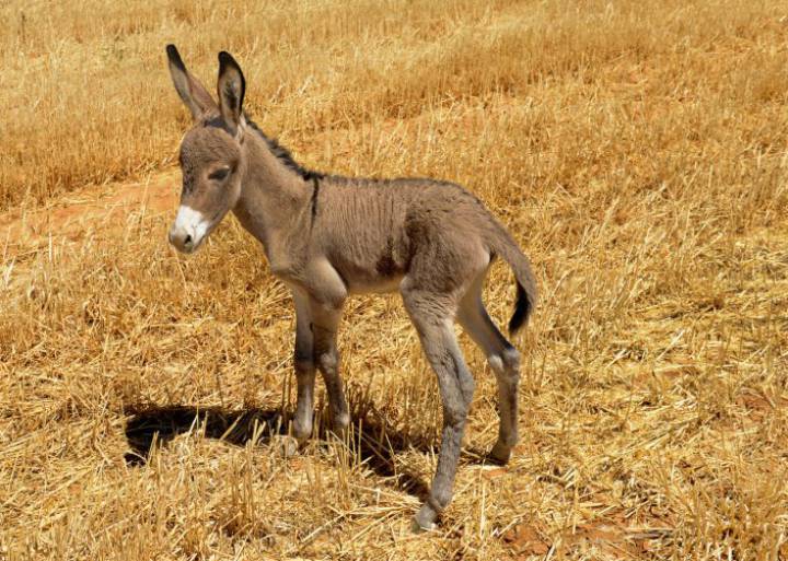 El ERE de los burros españoles | Cultura | EL PAÍS