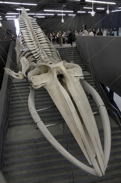 La ballena ya 'nada' en el Museo Azul de ciencias naturales | Edición ...
