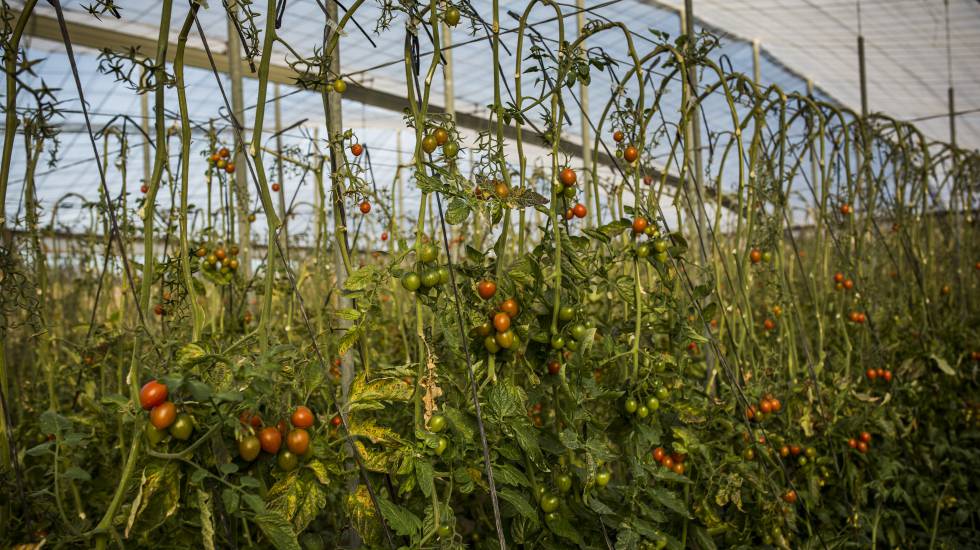 La sequía provoca la diáspora de la huerta murciana | Economía | EL PAÍS
