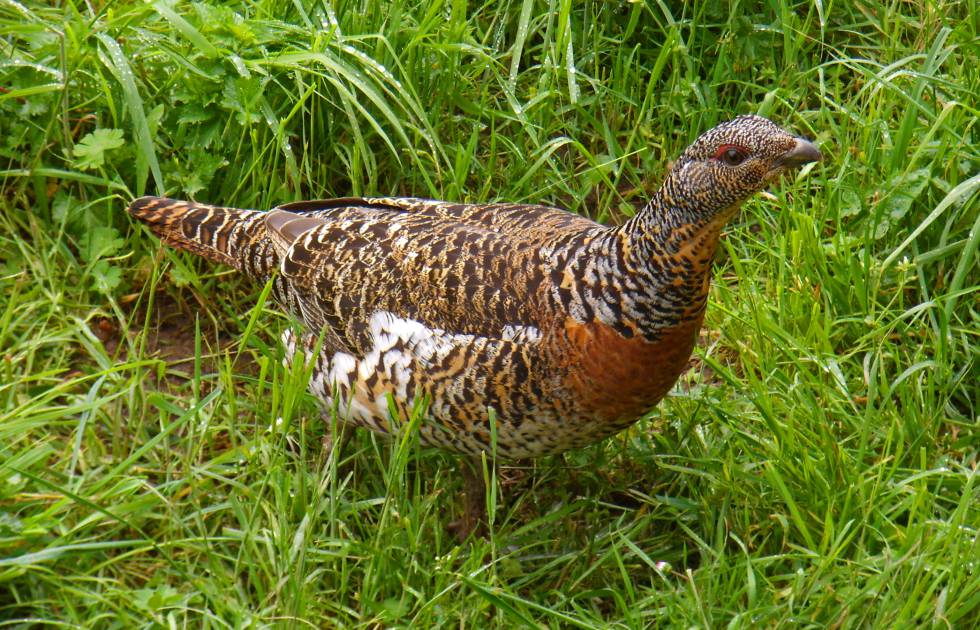 Un plan para salvar al urogallo | Ciencia | EL PAÍS