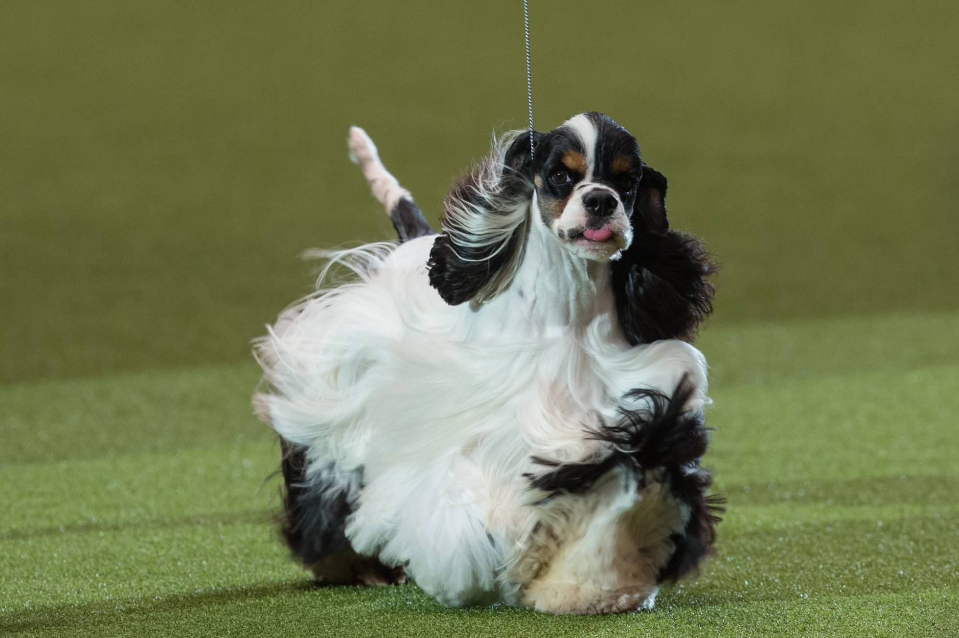 Fotos: Los perros más guapos del mundo | Actualidad | EL PAÍS