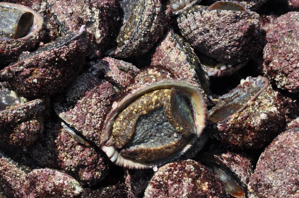 Locos de sangre azul | Estilo | EL PAÍS