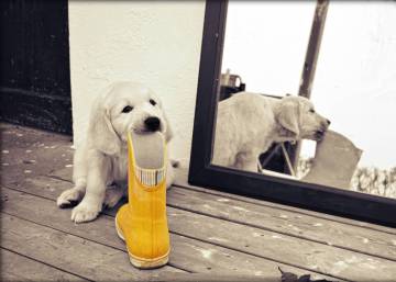 Sim, sua avó tem de adotar um cachorro | Estilo | EL PAÍS Brasil