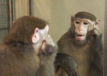 Los monos que pasaron su primer año de vida sin ver ninguna cara ...