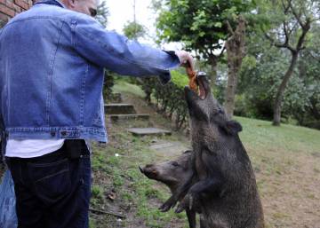 El ‘cerdolí’, cruce de cerdo vietnamita y jabalí, un nuevo problema ...