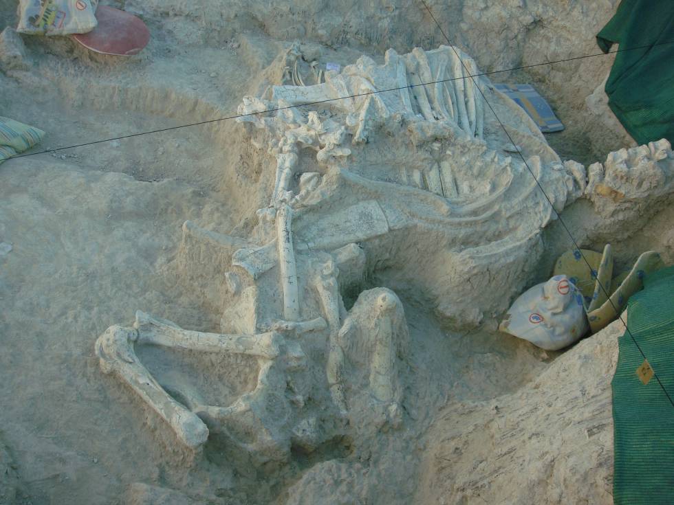 Hallan en Madrid los fósiles de la jirafa gigante de cuatro ‘cuernos ...