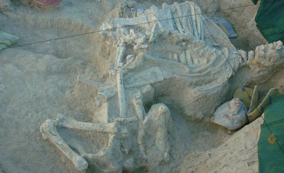 Los fósiles de Madrid y Barcelona | Ciencia | EL PAÍS