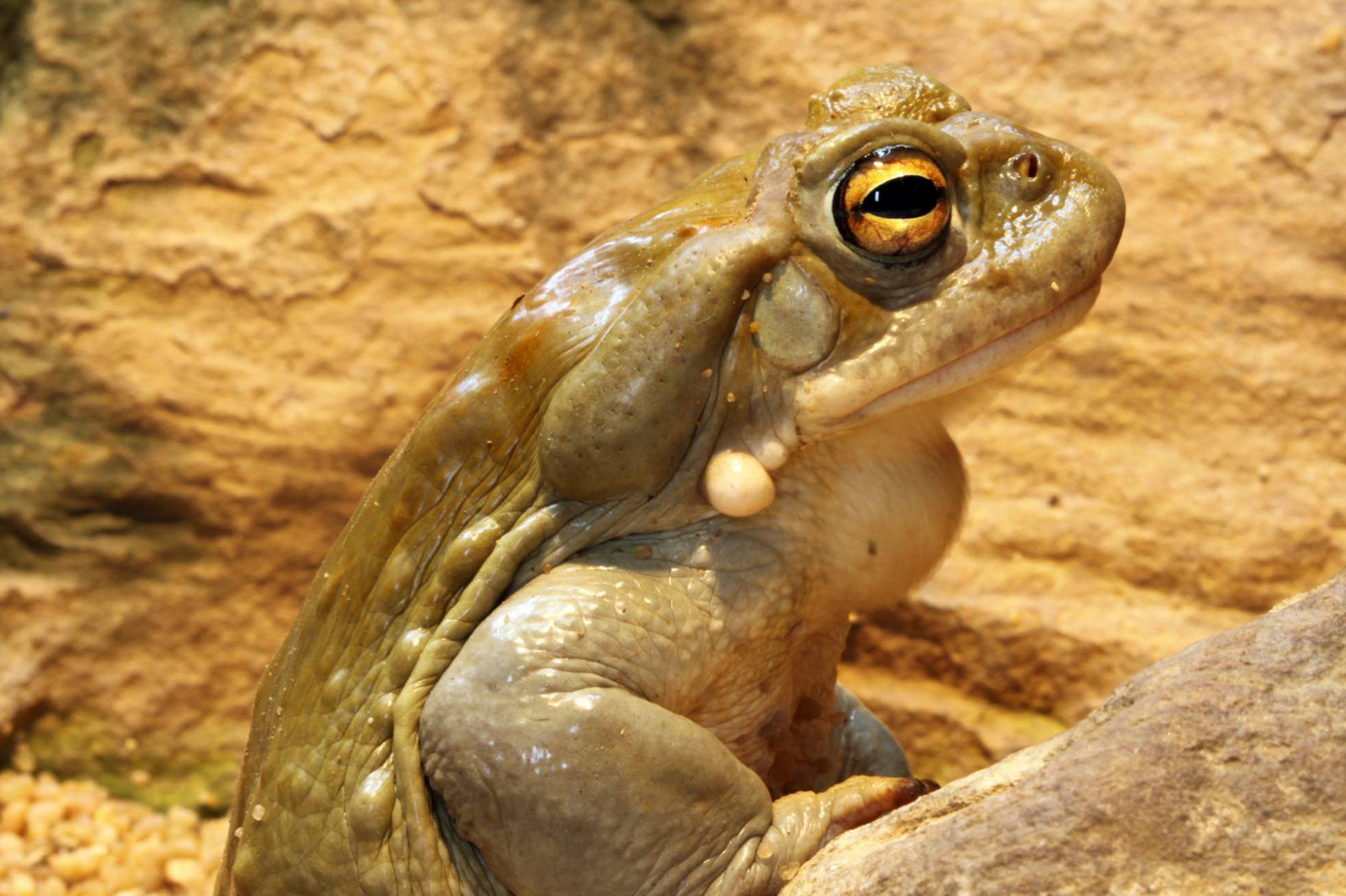 El sapo psicodélico del Condado Calaveras | Blog Viajero Astuto | EL PAÍS