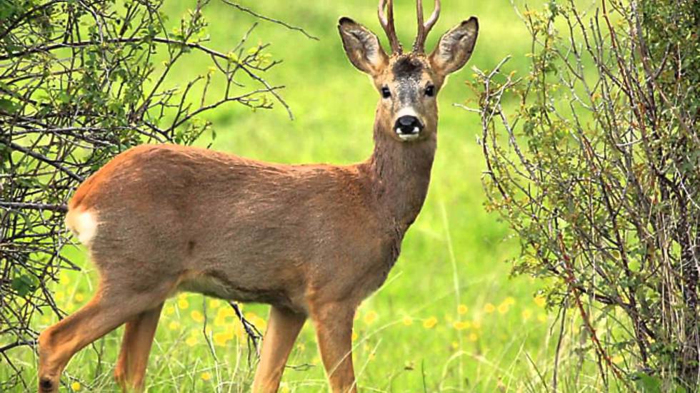 El corzo | Gente y Famosos | EL PAÍS