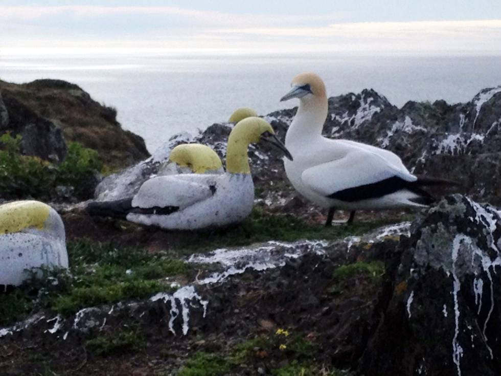 Nigel, el alcatraz que hizo su vida acompañado por pájaros de cemento ...