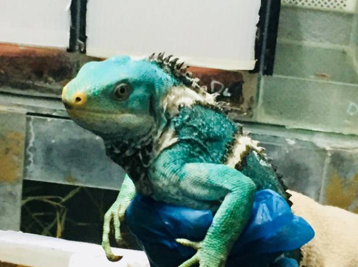 Incautados 600 reptiles protegidos a una red de tráfico de animales ...