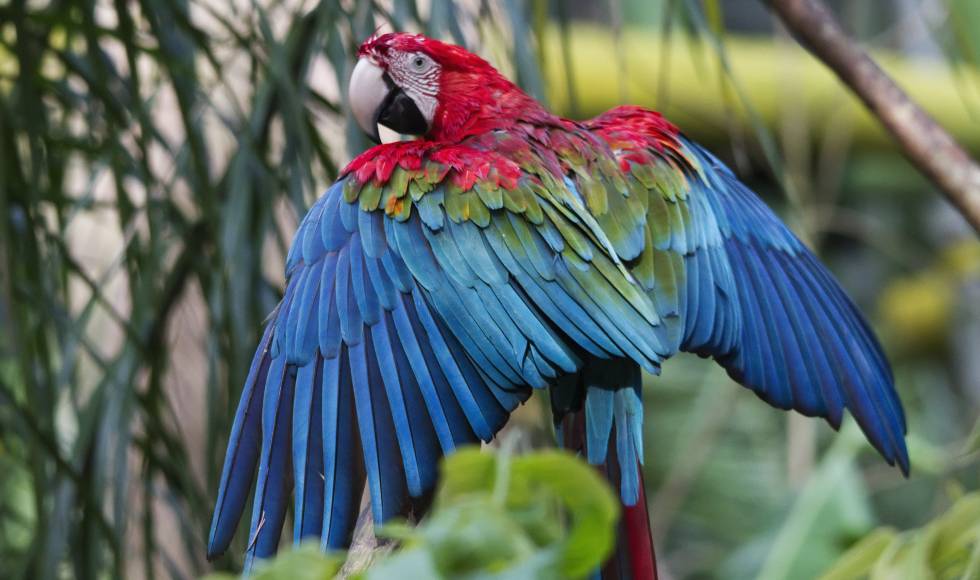 Loro guacamayo: Loros | Opinión | EL PAÍS