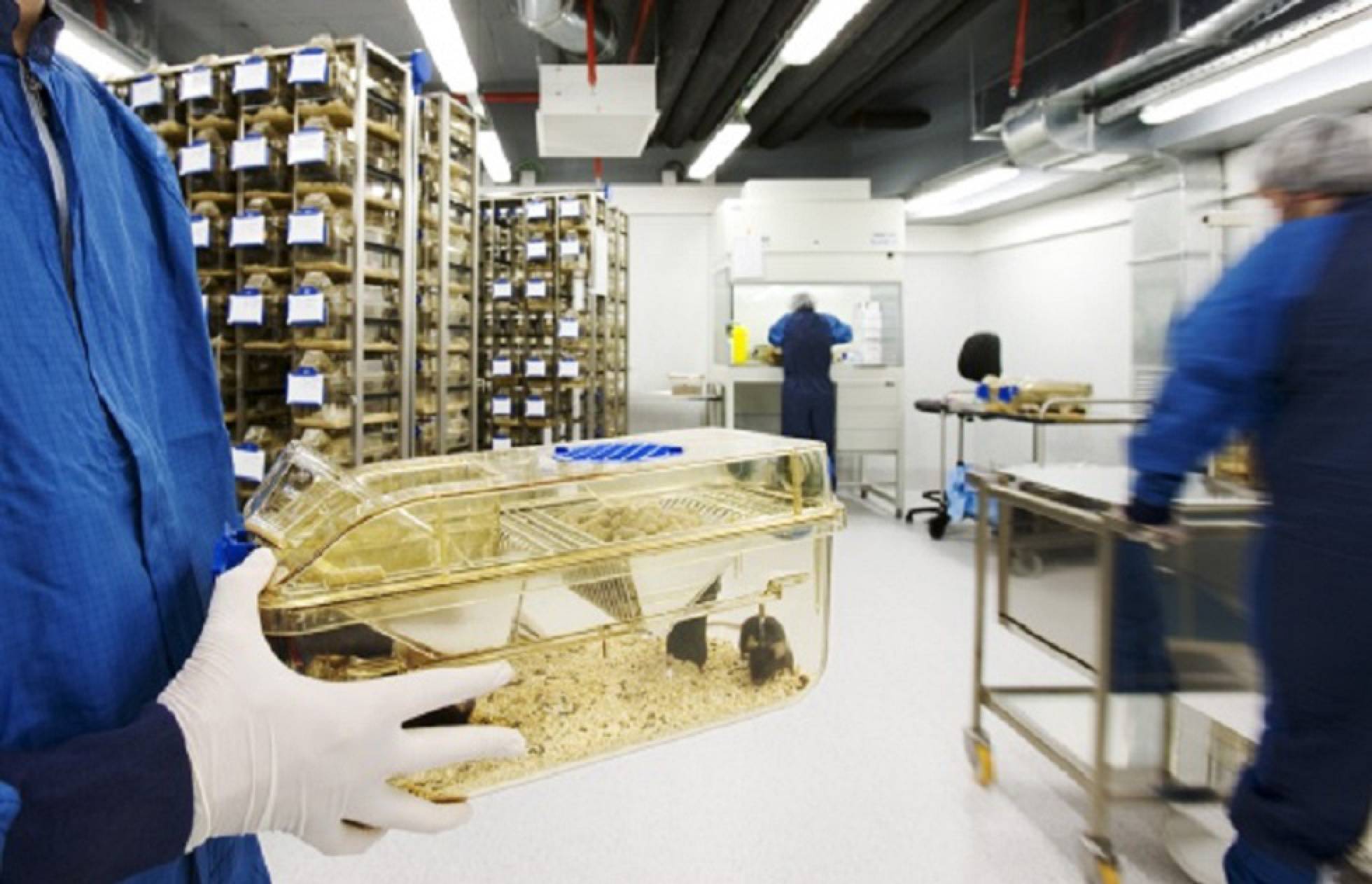 El uso de animales para hacer cosméticos y otros mitos que se quieren ...