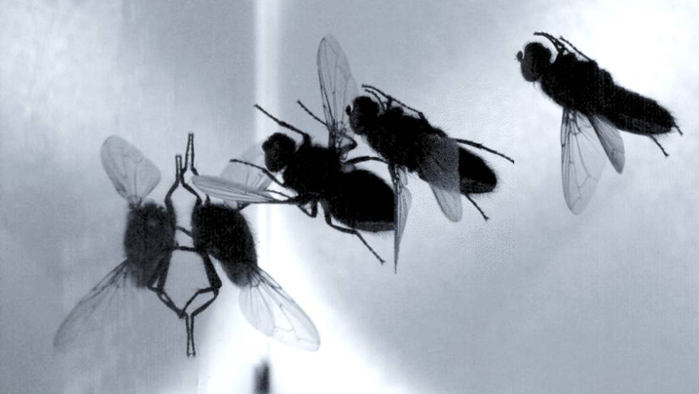 How A Fly Lands On The Ceiling | Americanwarmoms.org