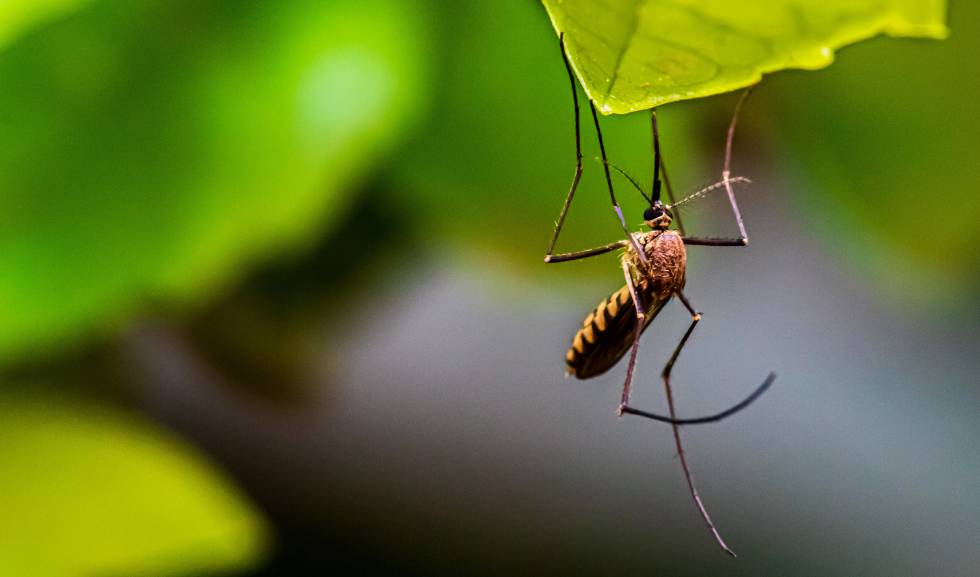 Por qué los mosquitos nos eligieron como víctimas hace miles de años ...