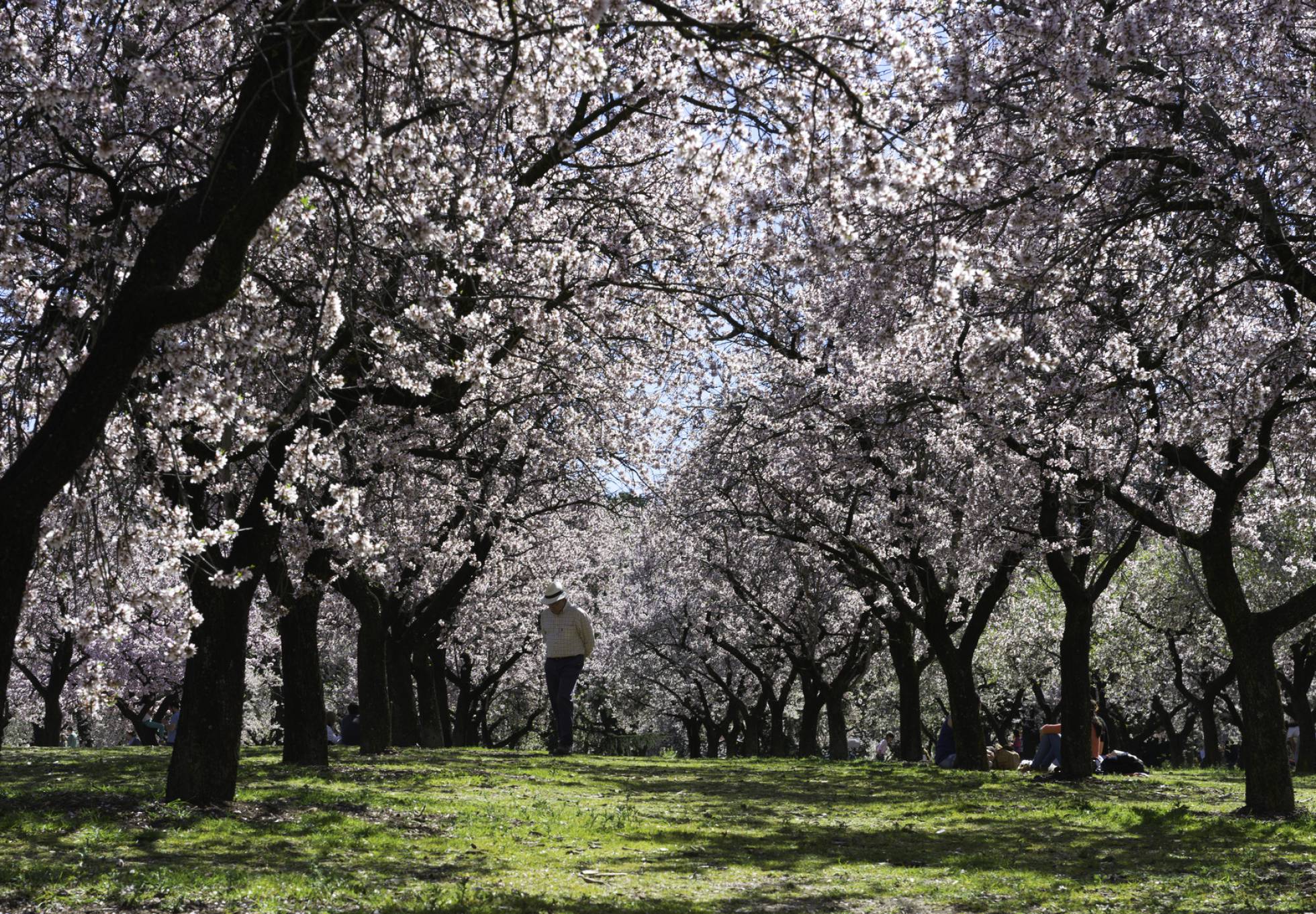 Los 10 mejores lugares para ver los almendros en flor en España