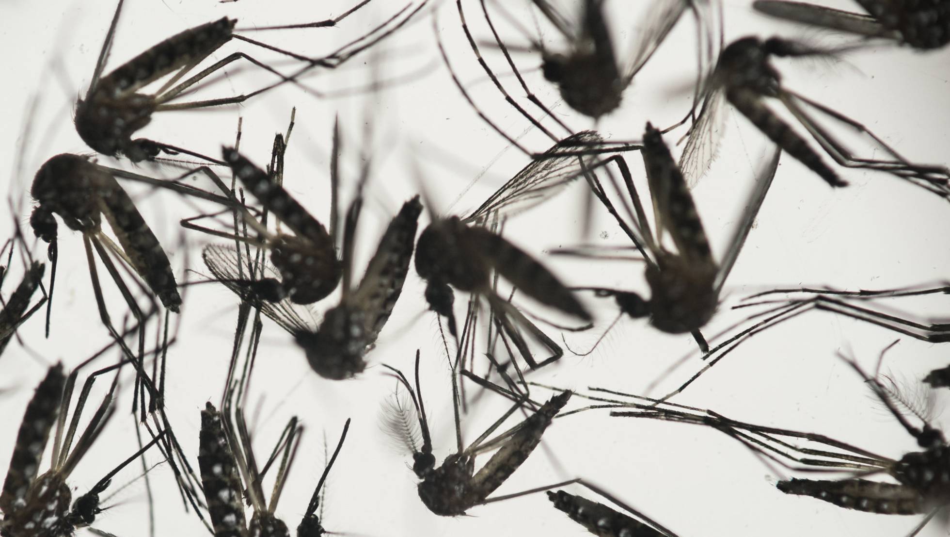 Zika Chile: Chile confirma la presencia del mosquito que transmite el ...