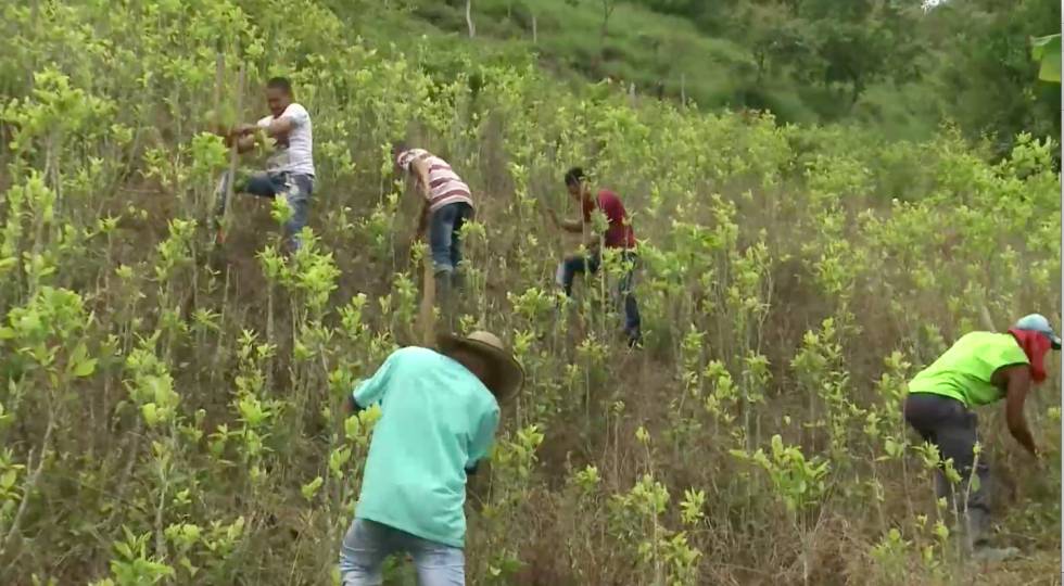 COLOMBIA: La última mata de coca de Las Colinas | Colombia | EL PAÍS