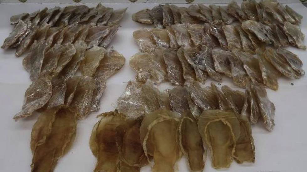Decomisados en Hong Kong 28 kilos de totoaba traficada desde México ...