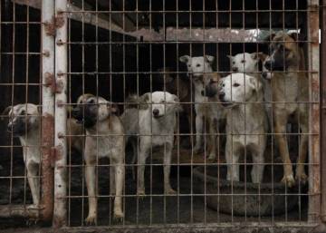 Carne de perro, ‘manjar’ estival en Corea del Norte | Blog Mundo Global ...