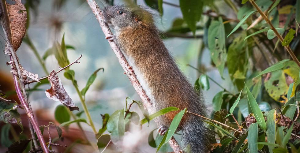 La 'rata de bambú', avistada en Machu Picchu después de 10 años | Blog ...