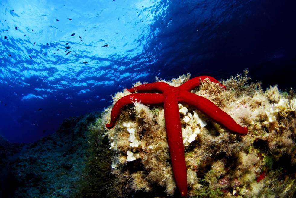 El parque nacional de Cabrera crece hasta alcanzar el mar abierto ...