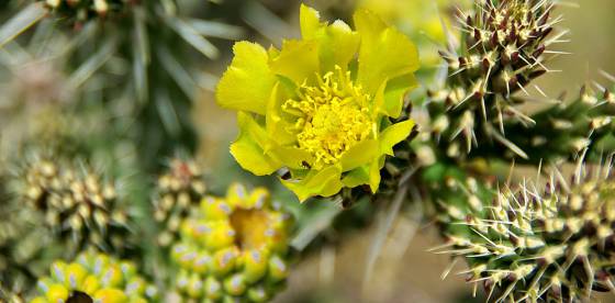 ¿Listo para recibir la primavera? Demuestra si conoces estas 25 ...