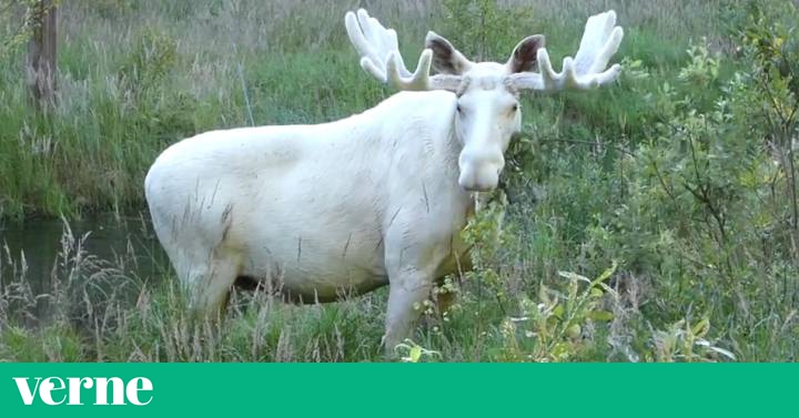 El extraño alce blanco avistado en Suecia | Verne EL PAÍS